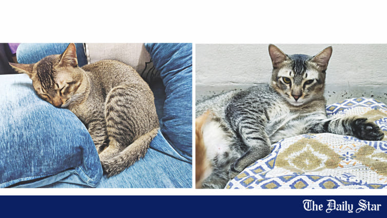 A cat’s guide to social distancing | The Daily Star