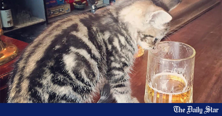 A sneak-peak into the British cat pub | The Daily Star