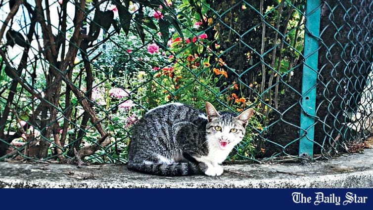 The dos and don’ts of feeding stray animals | The Daily Star