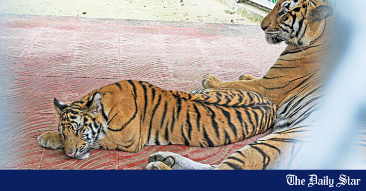 Ctg zoo sees baby boom | The Daily Star