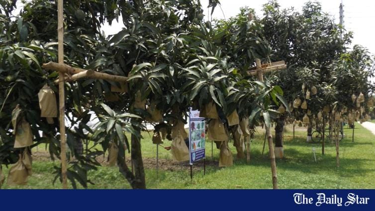 Chemical-free mango farming gets popular | The Daily Star