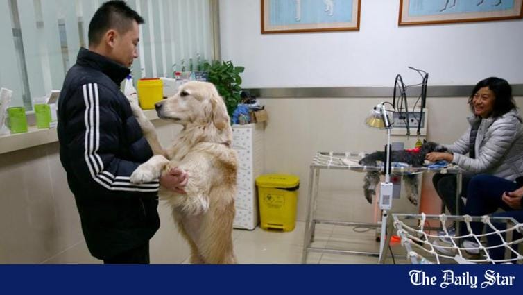 Chinese pet owners seek recourse in traditional cures
