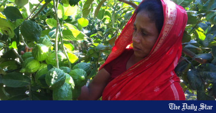 Colombo lemon golden treasure for orchardists | The Daily Star