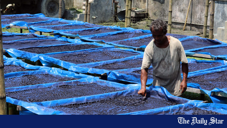 Indigo farming boon for growers | The Daily Star