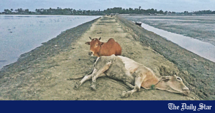 Exploitation: Rohingya man sells 7 cows at Tk 8,000 | The Daily Star