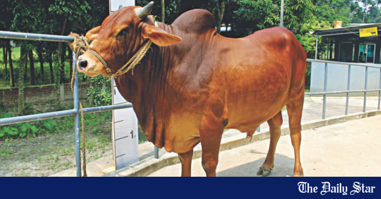 Bangladesh's Cattle tales | The Daily Star