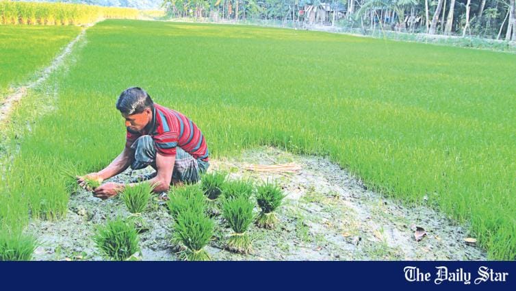 Agriculture remains in neglect | The Daily Star