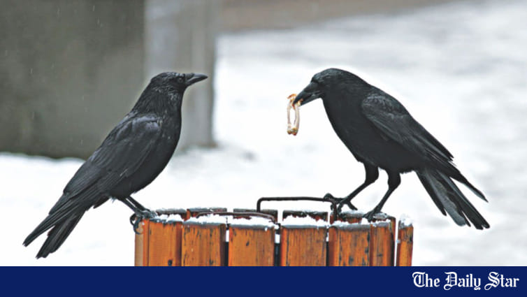 French park appoints crow litter cleaners | The Daily Star