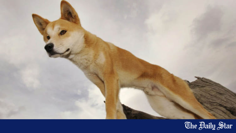 Australian father rescues toddler from dingo's jaws | The Daily Star