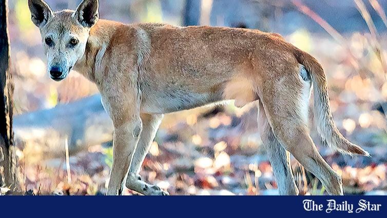 Dingo | The Daily Star