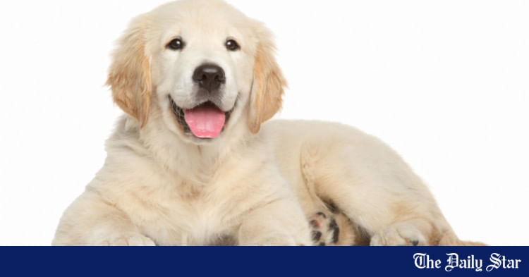 How to Prepare for a Pupper | The Daily Star