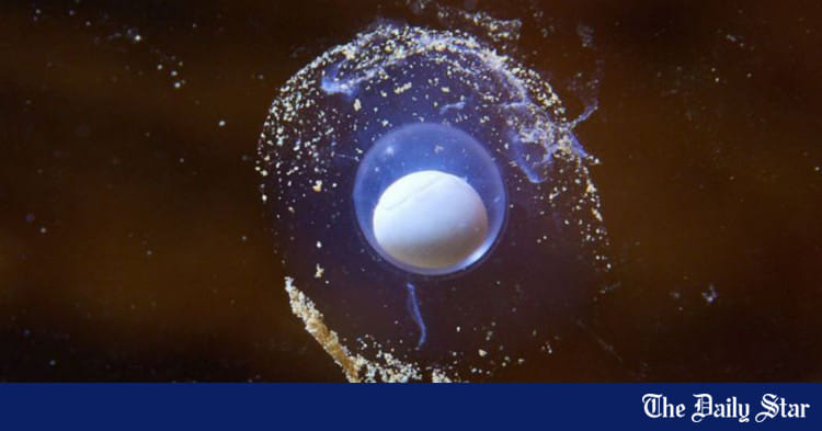 Scientists await rare birth of 'baby dragons' in Slovenian cave | The ...