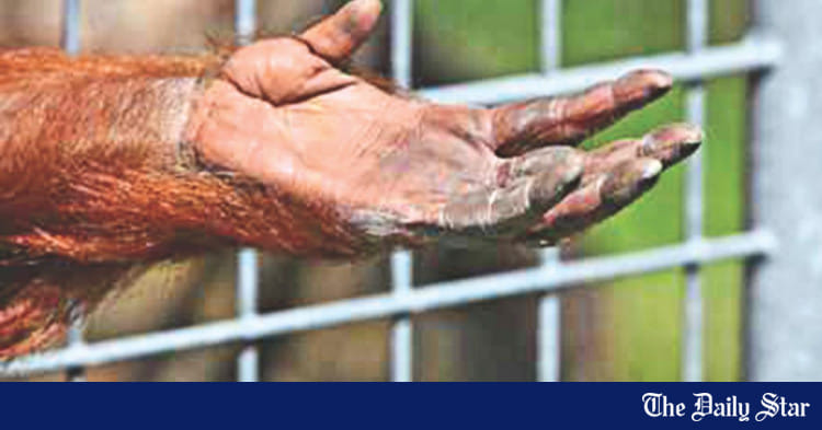 Empathy, Abuse & Animals | The Daily Star