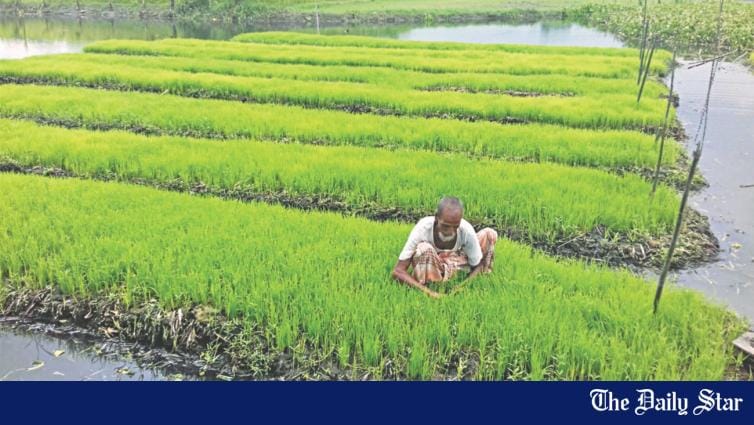 Floating seedbeds a win for Kishoreganj farmers | The Daily Star