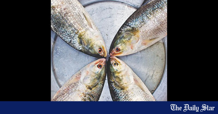 The Fish Habit | The Daily Star