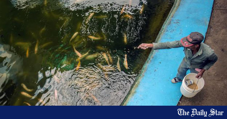 Fast-growth fish risks overlooked | The Daily Star