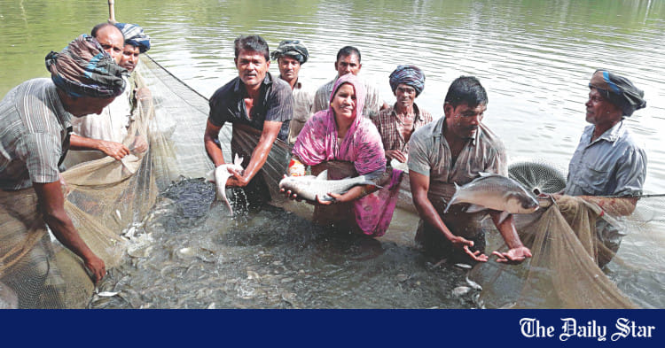 Fish farming pulls 20 lakh out of poverty: study | The Daily Star