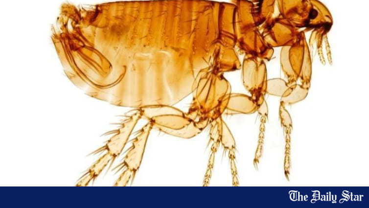 French police forced to close station after flea invasion | The Daily Star