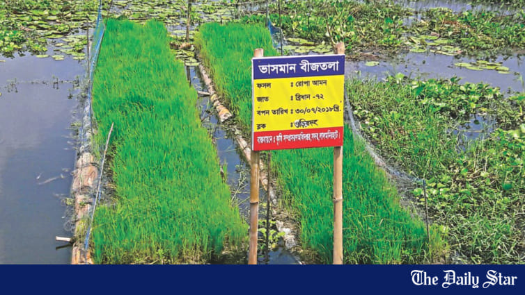 Floating Aman seedbeds to meet urgent need | The Daily Star
