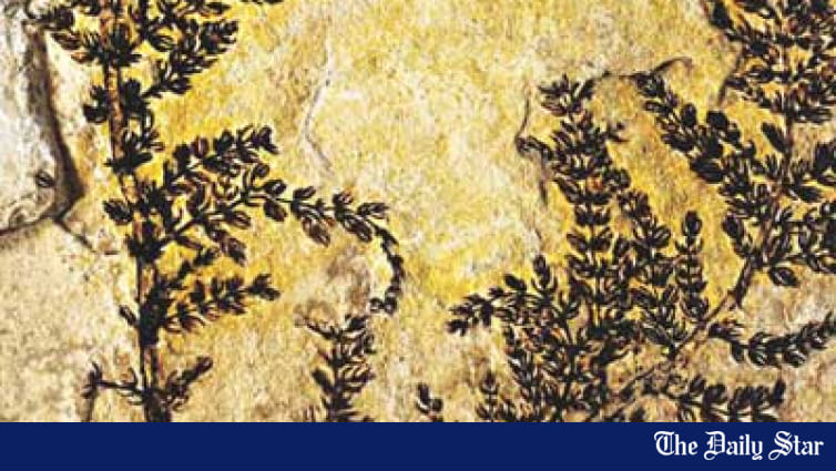 World's oldest 'flower' found | The Daily Star