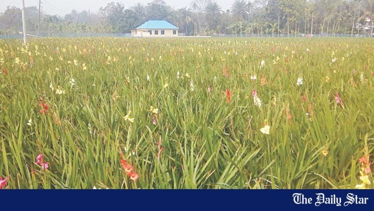 Flowers boon for farmers | The Daily Star