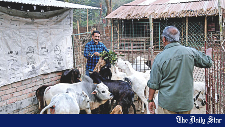 Diverse foreign cattle species in Bangladeshi farm | The Daily Star