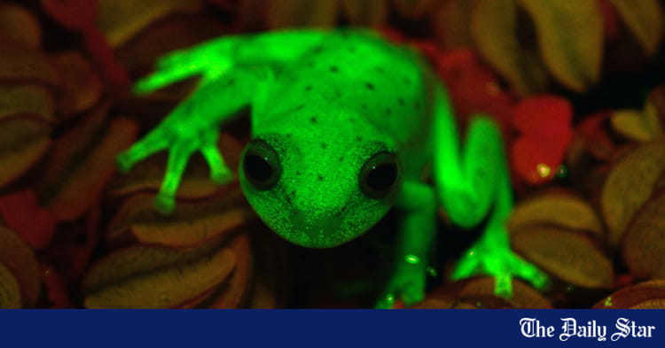 1st fluorescent frog found in Argentina | The Daily Star
