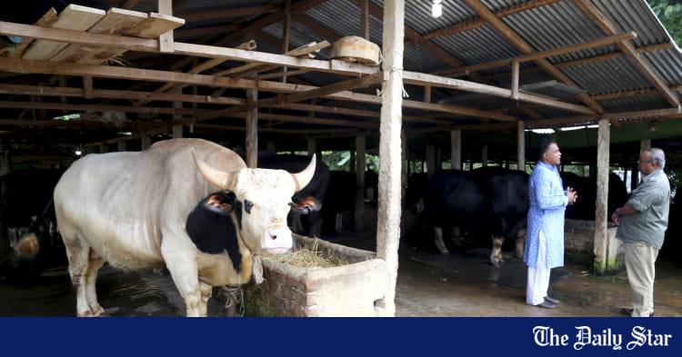 Gayal, a great prospect in livestock | The Daily Star