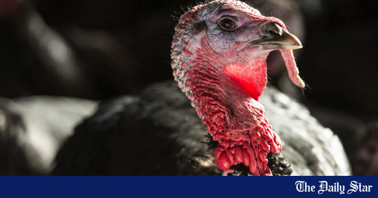 Giant flying turkey once roamed Australia