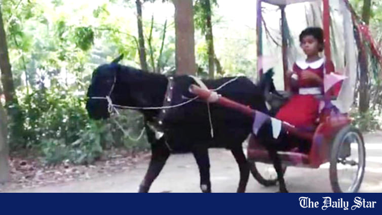 Schoolgirl's goat-driven cart draws attraction in Jashore | Daily Star