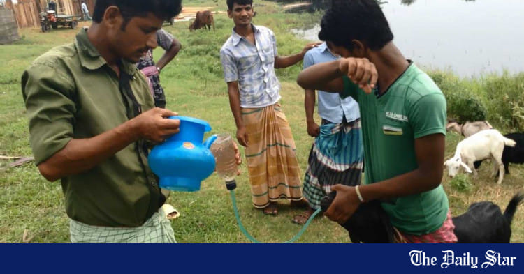 Cheapest goat-fattening technique exposed (video) | The Daily Star
