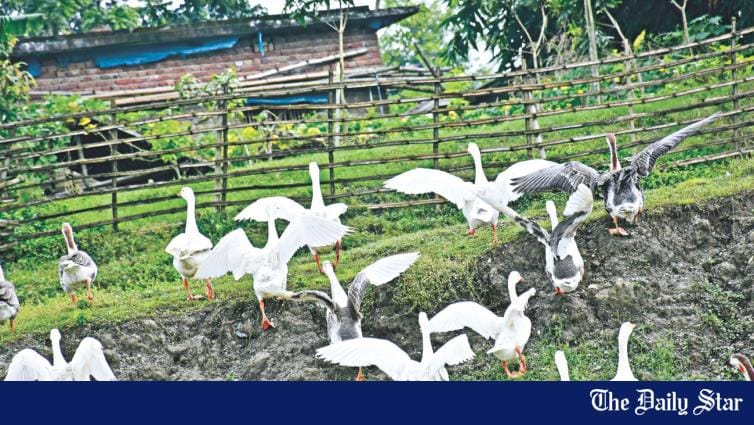 Where goose rearing a tradition | The Daily Star