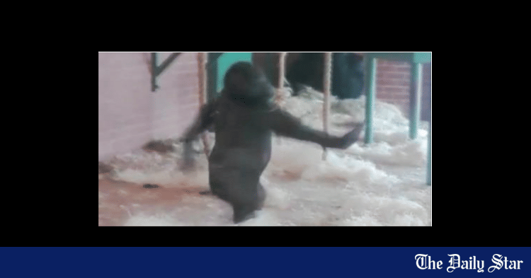Dancing gorilla video from Twycross Zoo goes viral | The Daily Star