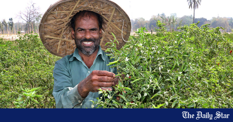 The multiple benefits of green chilli to human health | The Daily Star