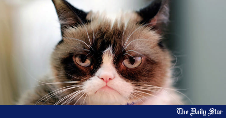 Internet star Grumpy Cat dies at age 7 | The Daily Star