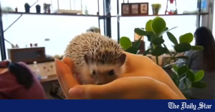 Japanese line up to cuddle hedgehogs - carefully | The Daily Star