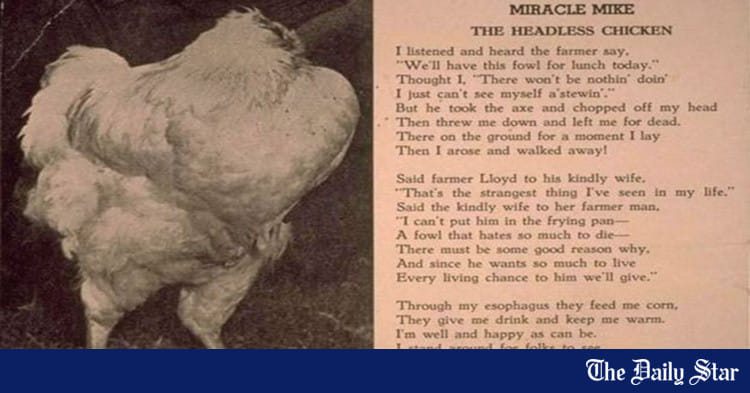 The chicken that lived for 18 months without a head | The Daily Star