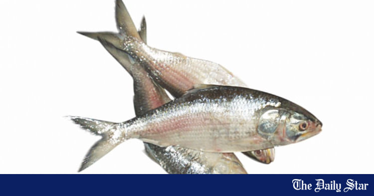 Hilsa Fish habitats under threat | The Daily Star