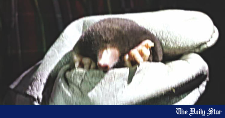Endangered Himalayan mole rescued, released | The Daily Star