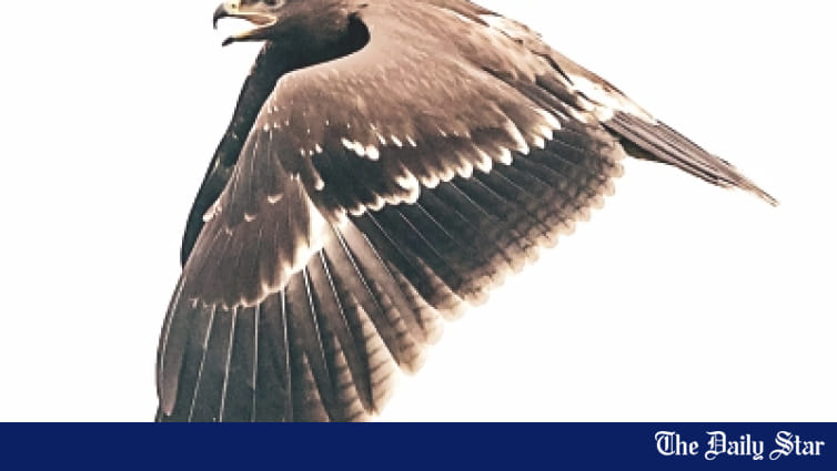 Indian Spotted Eagle | The Daily Star