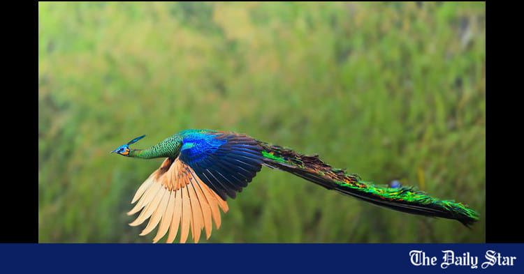 Why the Red List is crucial | The Daily Star