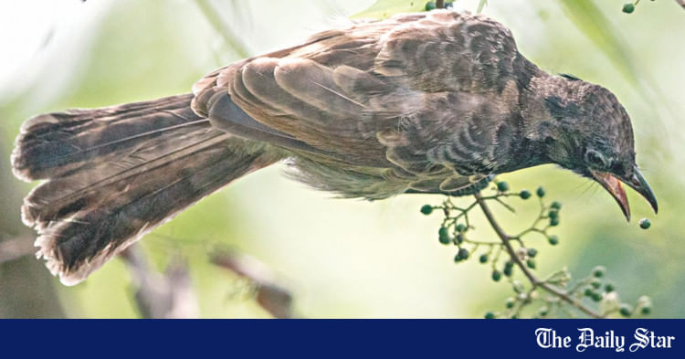 Monsoon Birds | The Daily Star