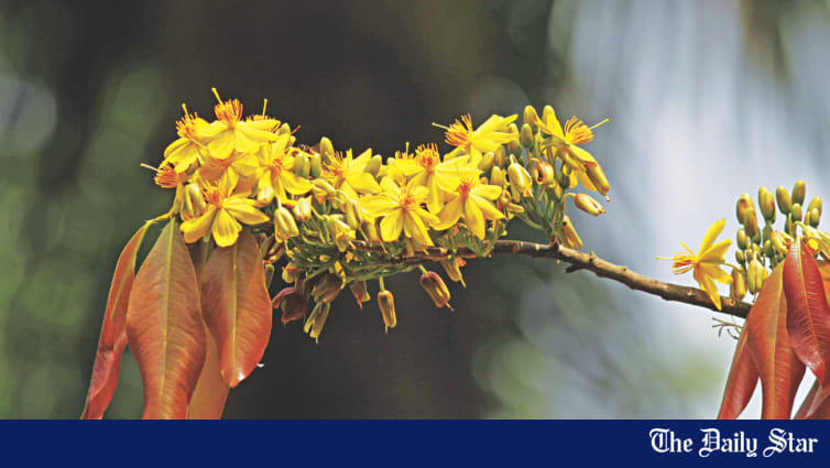 Nature Quest: Rare Kanak Champa blooms | The Daily Star