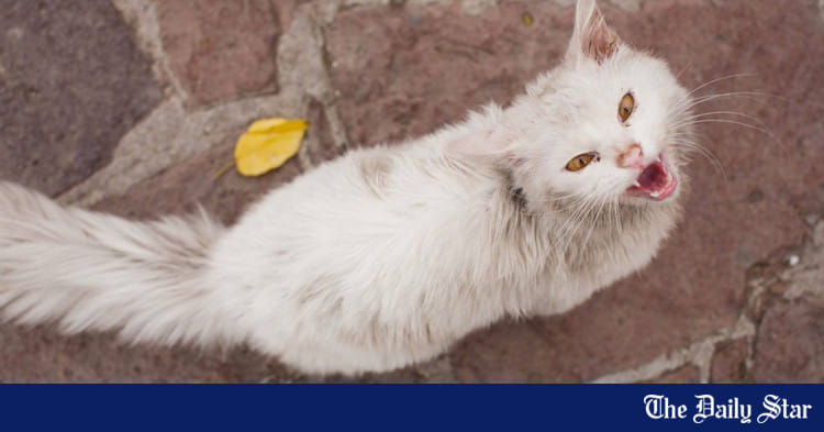 [WATCH] Tear jerking reunion of lost cat Kunkush with refugee family ...