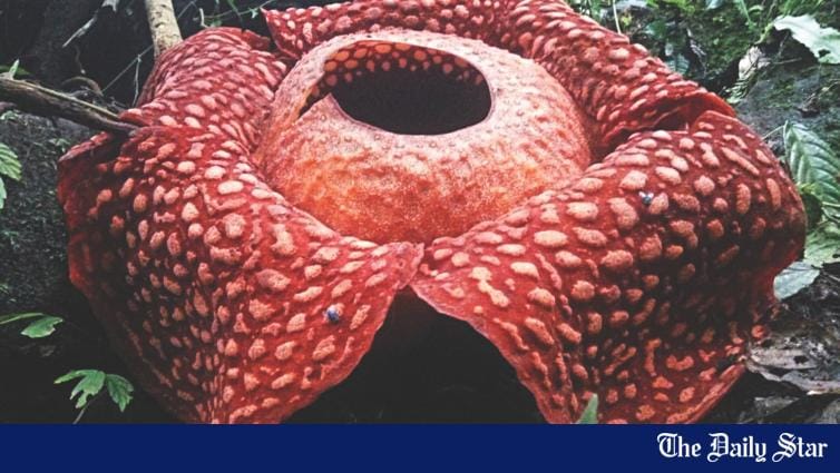 The largest flower of the World | The Daily Star