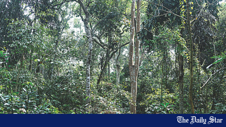 Learning About Trees The Daily Star