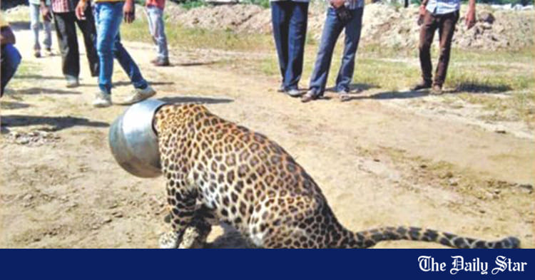Thirsty India leopard gets head stuck in pot | The Daily Star