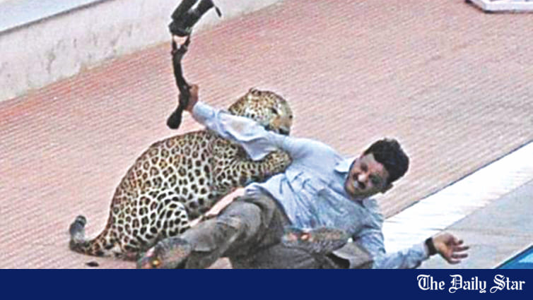 Leopard hurts six in Indian school | The Daily Star