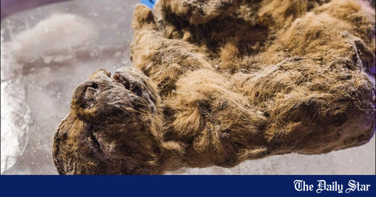 12000 year old frozen lion cubs found in Siberia | The Daily Star