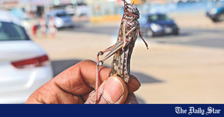 Nat’l emergency in Pakistan over locust attack | The Daily Star